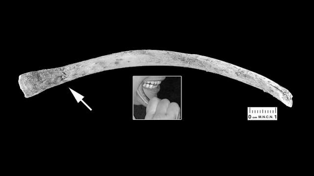 Gnawed Bones Reveal Cannibal Cavemen | Fox News