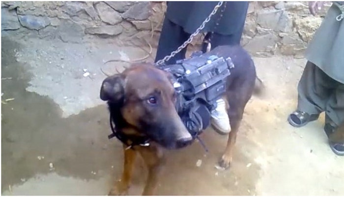 Dog of war: Taliban claims to have captured military canine | Fox News