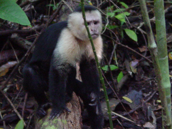 Panama monkeys may have begun their own Stone Age, scientists say | Fox ...