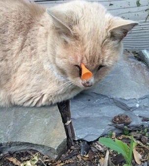 Cat survives dart to the head | Fox News