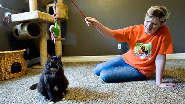 Cat Survives Two Euthanasia Attempts at Utah Shelter | Fox News