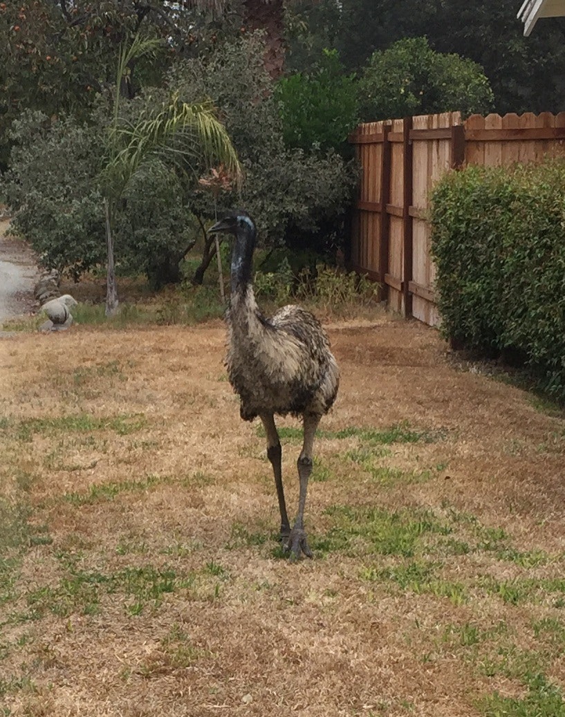 Priuses, Beemers, and emus? 6-foot-tall bird captured in Southern ...