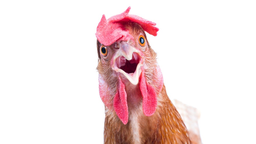 Giant chicken looks like a ‘grown man in a costume,’ according to ...