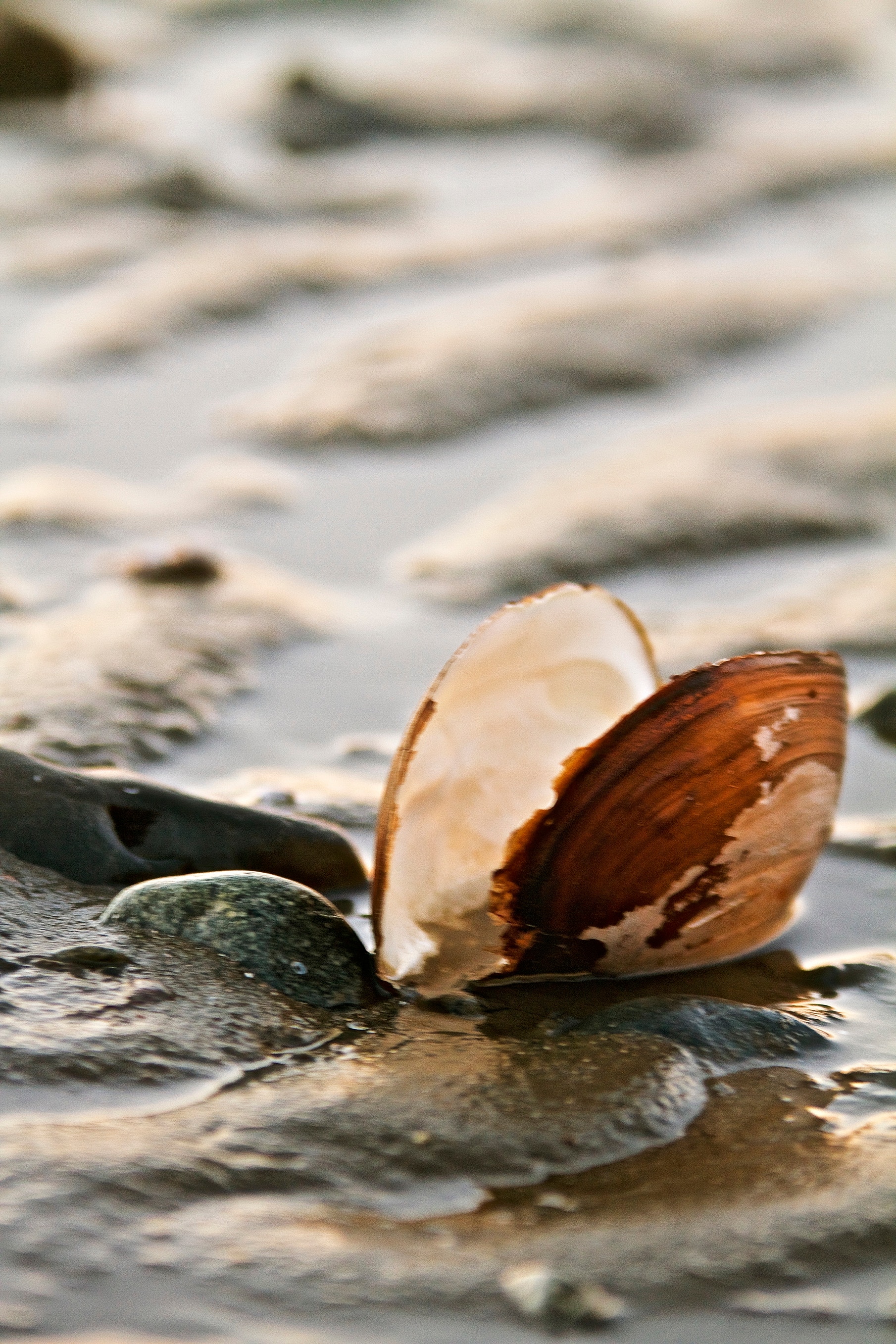 Study finds contagious cancers can spread among several species of ...