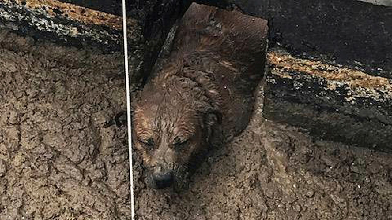 Dog rescued after getting stuck at smelly Colorado wastewater treatment ...