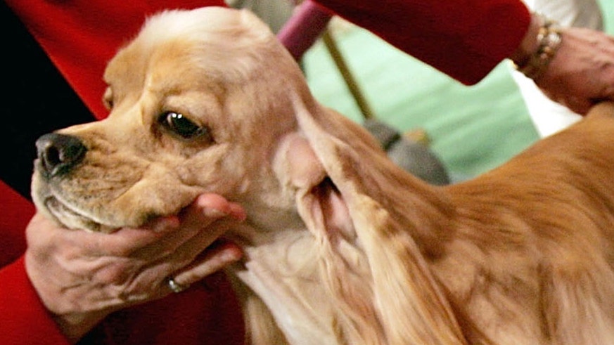 Mexican Dog Survives Machete Attack – Seeks New Home in Canada | Fox News