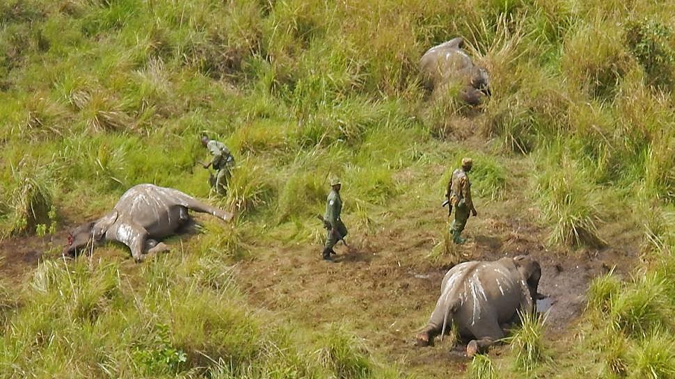 Terrorist groups fuel rise in violent elephant poaching in central ...