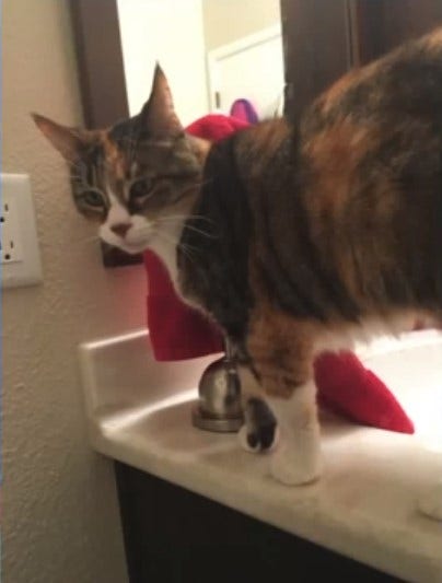 Cat's mutilated body found scattered throughout Sacramento neighborhood ...