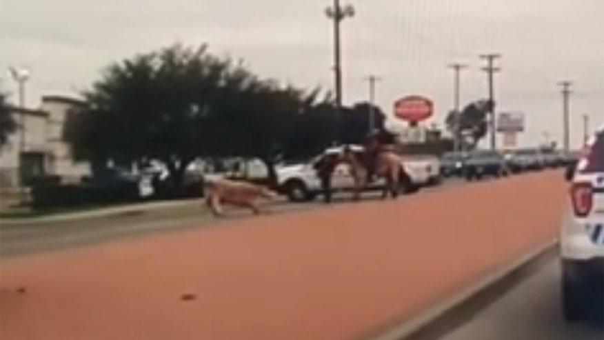 Steer gets a taste of freedom after escaping butcher shop | Fox News