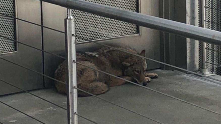 Coyote found on New York museum's fourth-floor mezzanine | Fox News