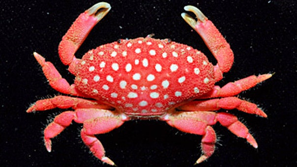New Crab Species Looks Berry Like A Fruit | Fox News