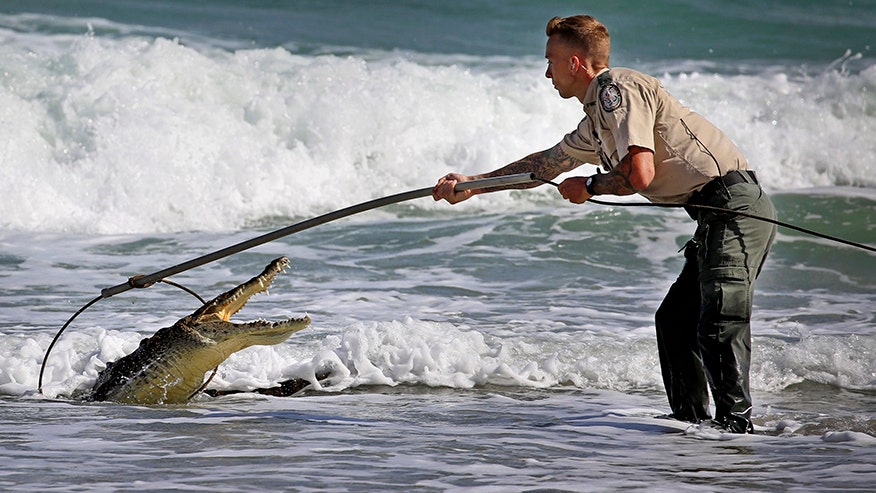 Florida officials wrangle 6-foot crocodile who washed up ashore | Fox News