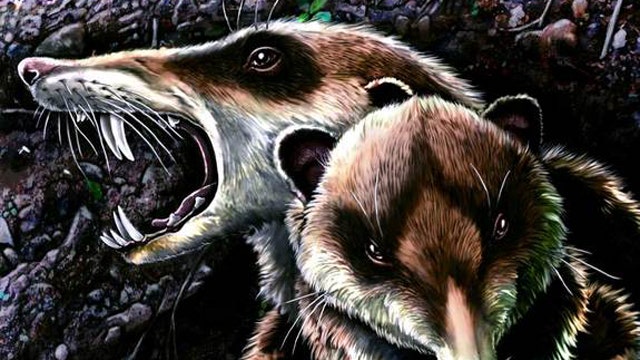 Archaeologists Find Saber-Toothed Squirrel | Fox News