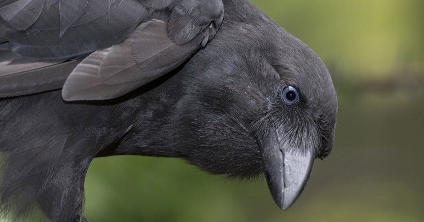 Scientists give new lease on life for near-extinct Hawaiian crow | Fox News
