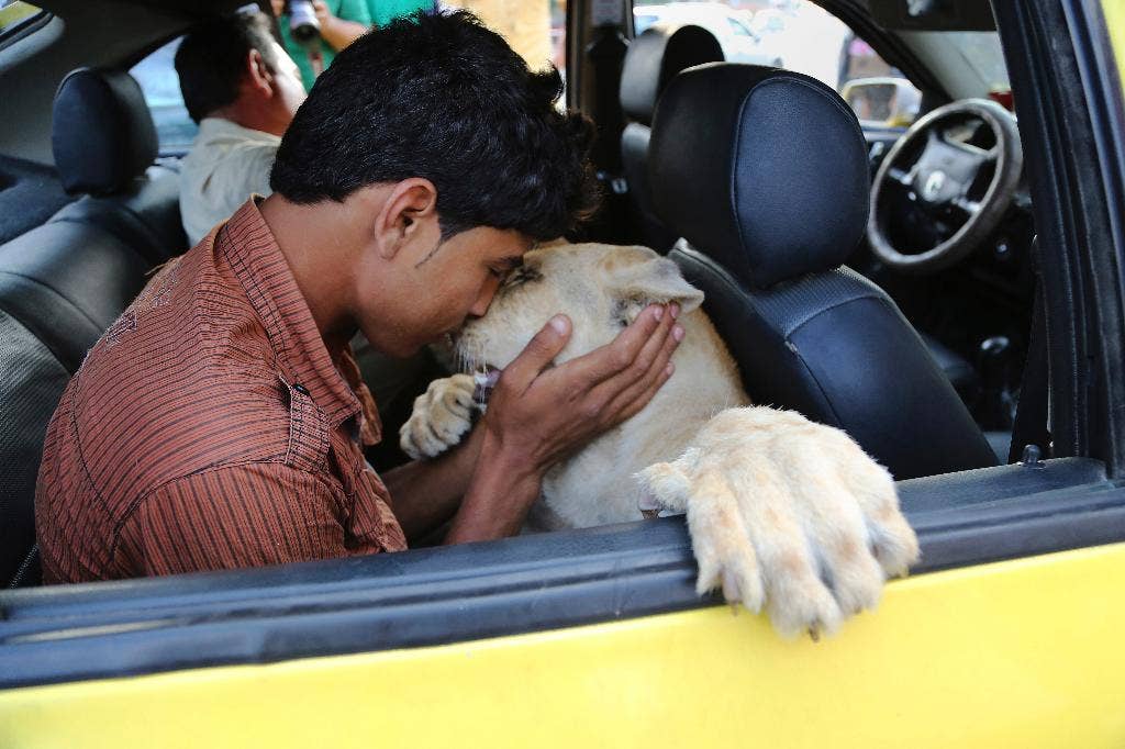 Gaza family's pet lions en route to Jordan sanctuary after being ...