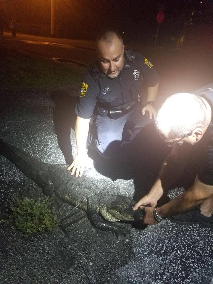 Florida police officer spots three-legged gator crossing road during ...