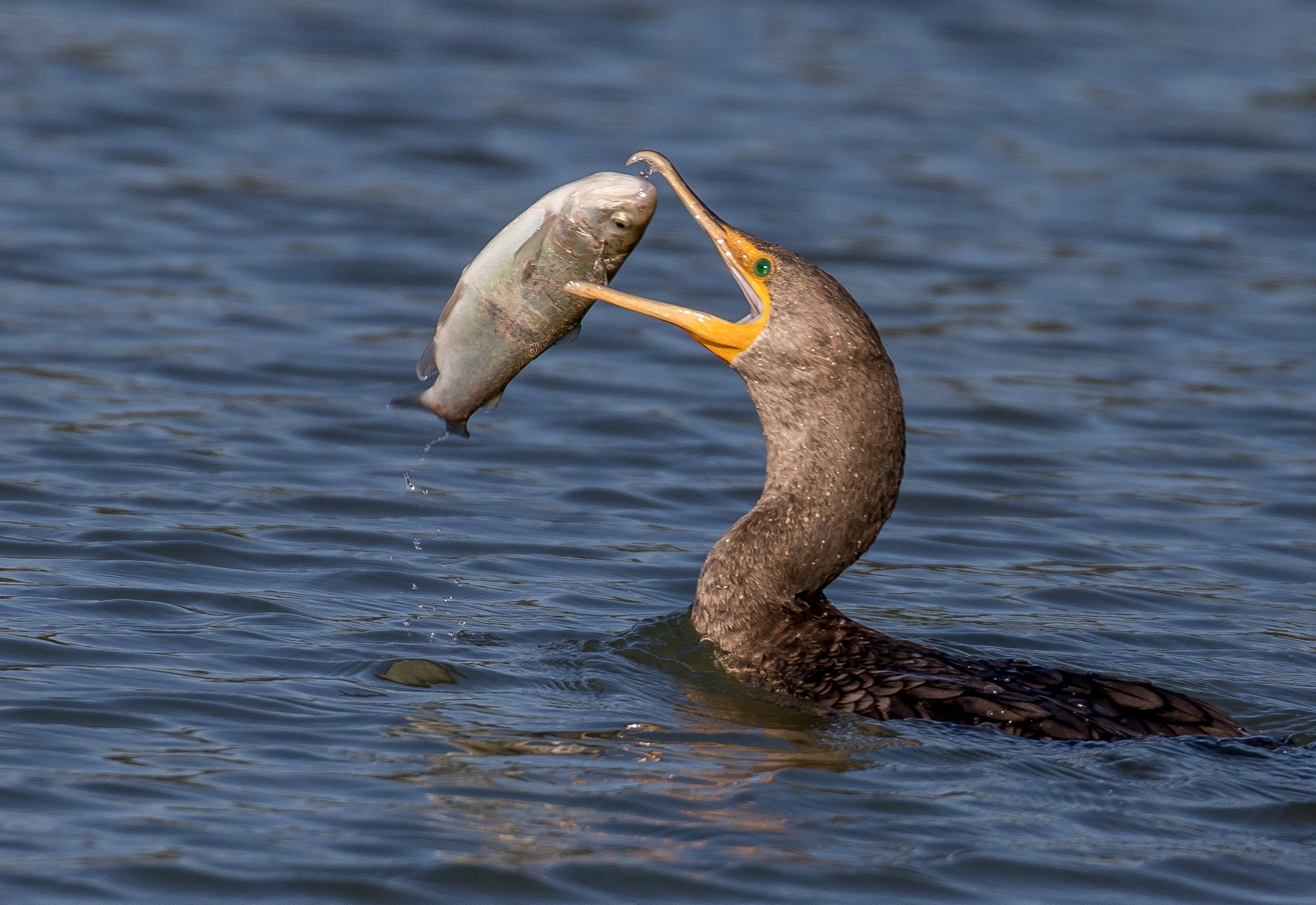 Incredible pictures show cormorant catch massive rainbow trout | Fox News