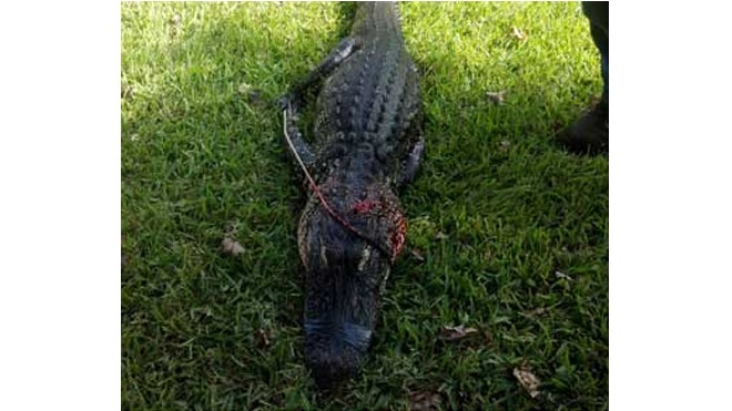 Florida authorities kill 8-foot gator that took elderly woman’s arm ...