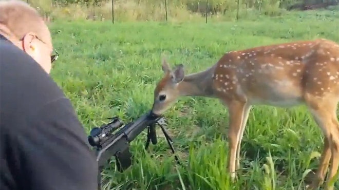 Fearless deer approaches hunters, licks rifle | Fox News