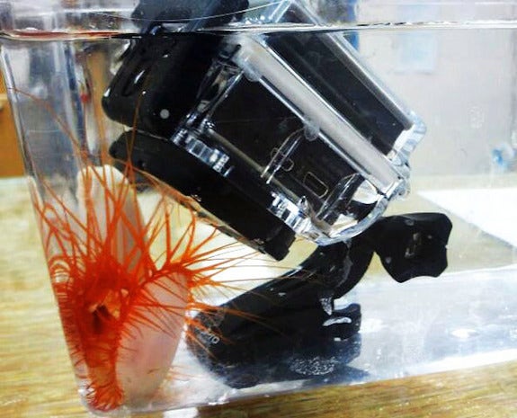 Stayin' alive: Disco clam has a flashy defense strategy | Fox News