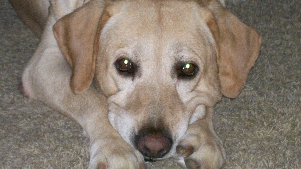 A four-legged 'human': The valuable lesson I learned from my dog | Fox News