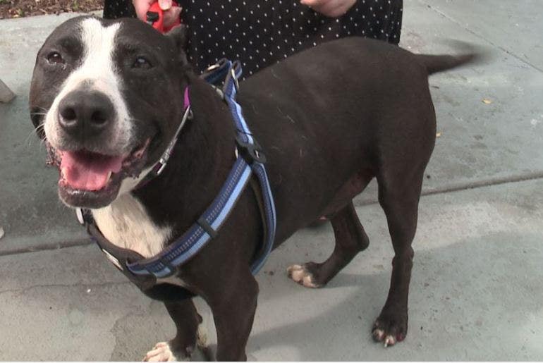 Missing dog reunited with owner after four years | Fox News