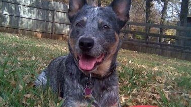 Texas man says Austin cop shot his dog | Fox News