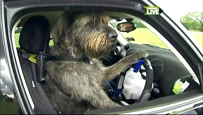 Trainers teach dogs to drive cars | Fox News
