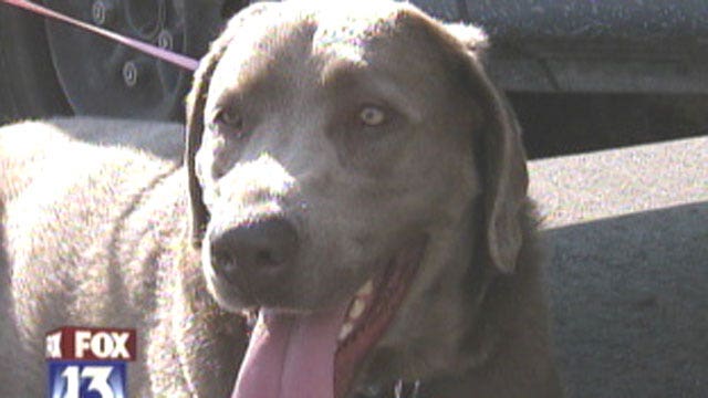 Lucky Dog Reunites With Family After Cross-Country Journey | Fox News
