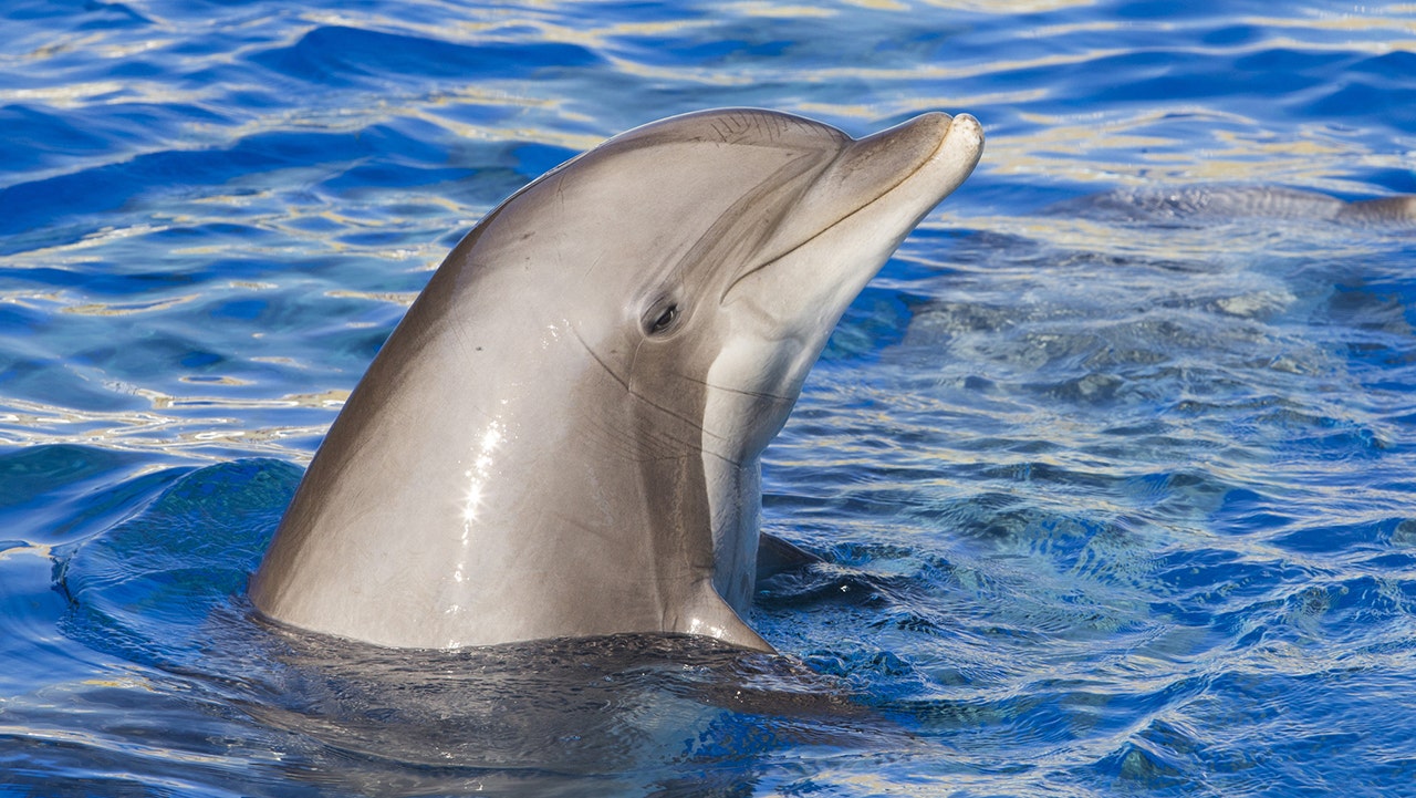 'Sexually frustrated' dolphin terrorizes tourists at French beach | Fox ...