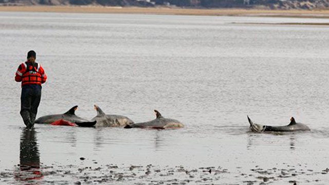 Unexplained dolphin strandings continue in US | Fox News