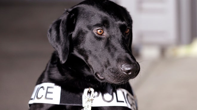 Police under pressure to retrain drug dogs after marijuana legalized in ...