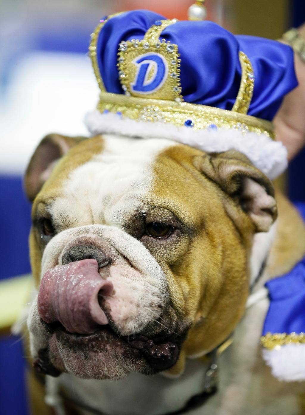 Vincent named 'Beautiful Bulldog' and Drake Relays mascot | Fox News