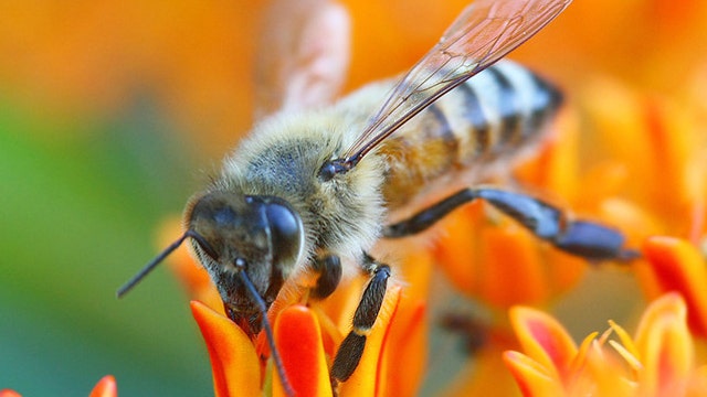 Tiny Bee Brains Beat Computers at Complex Math Problems | Fox News