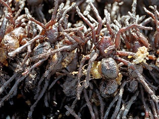 Foods to Try Before You Die | Fox News