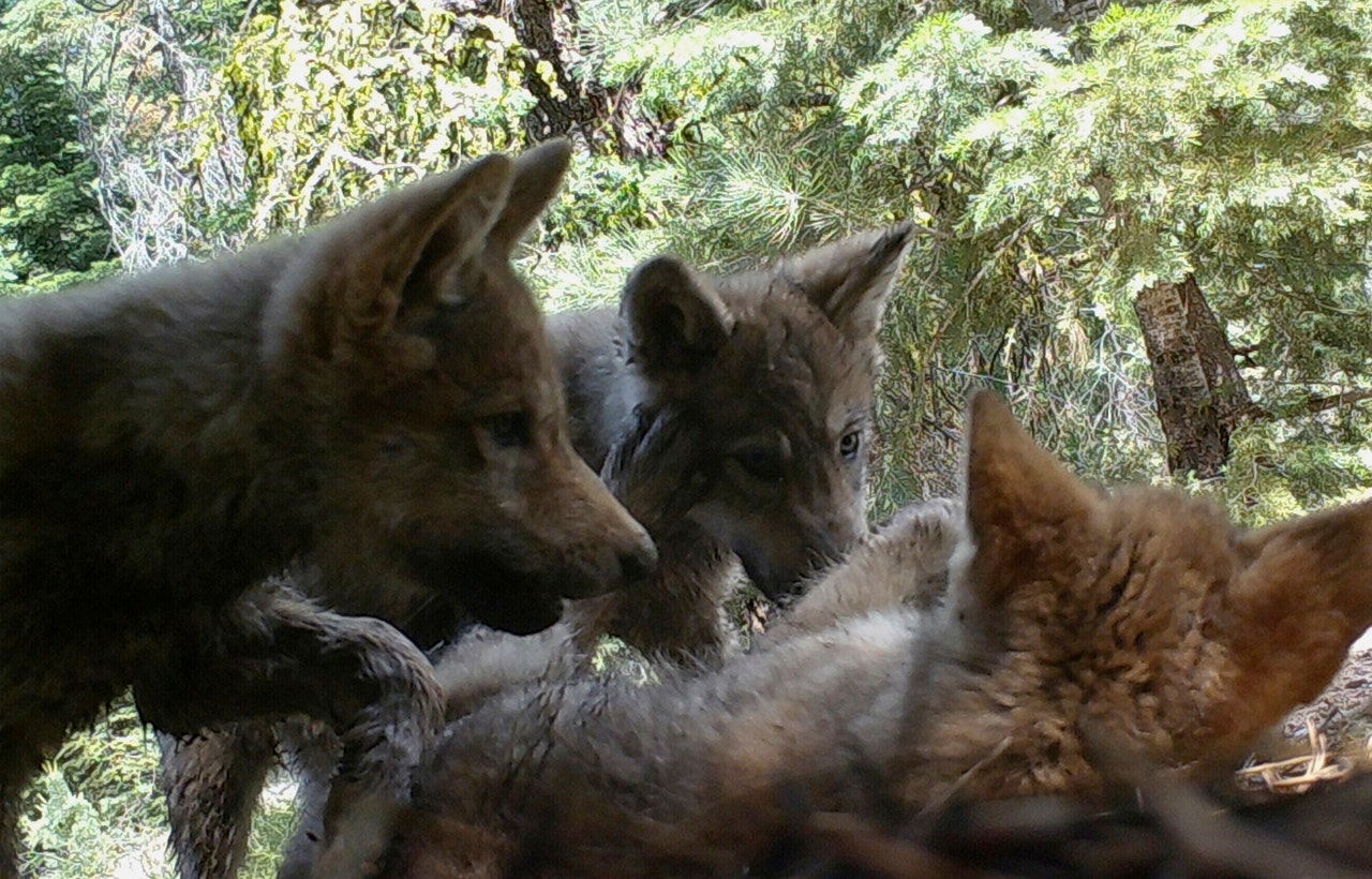 2nd pack of gray wolves spotted in Northern California | Fox News