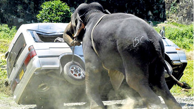 Man Vs. Elephant War Rages in Sri Lanka | Fox News