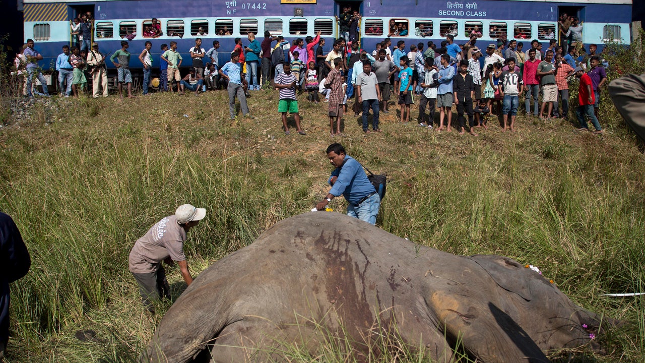 India passenger train hits, kills 2 endangered Asian elephants | Fox News