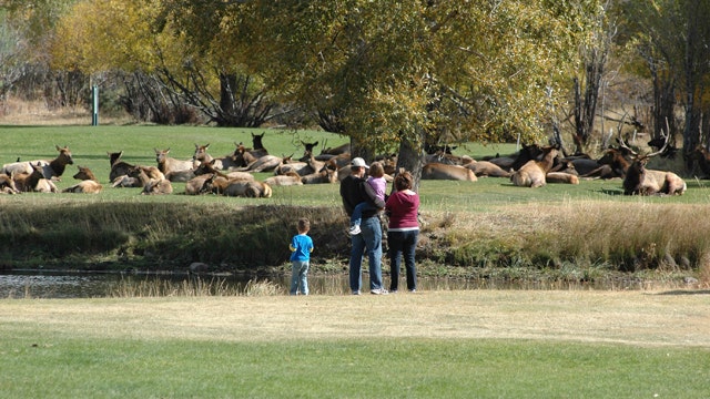 Touring Colorado's Elk Love Nest | Fox News