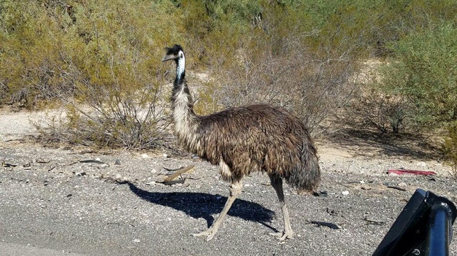Loose emu stops traffic on Arizona highway | Fox News