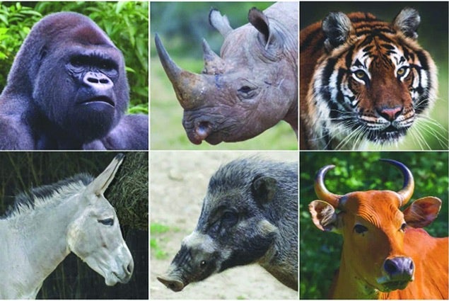 Most of world's biggest beasts could be extinct by 2100 | Fox News