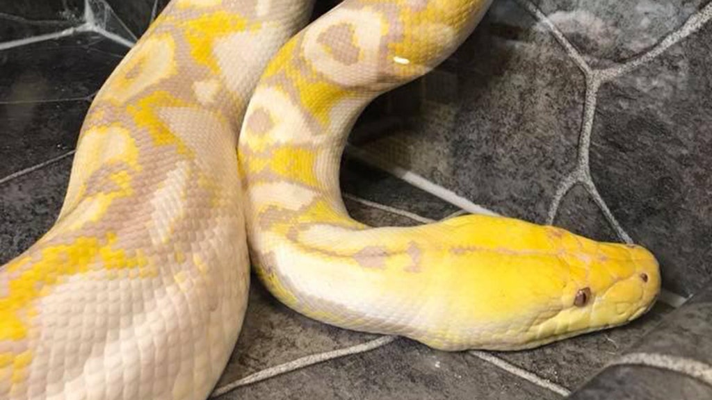14-foot python that escaped California's Carr Fire caught after ...
