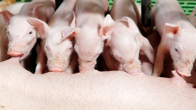 Are you ready for pig's milk cheese? | Fox News