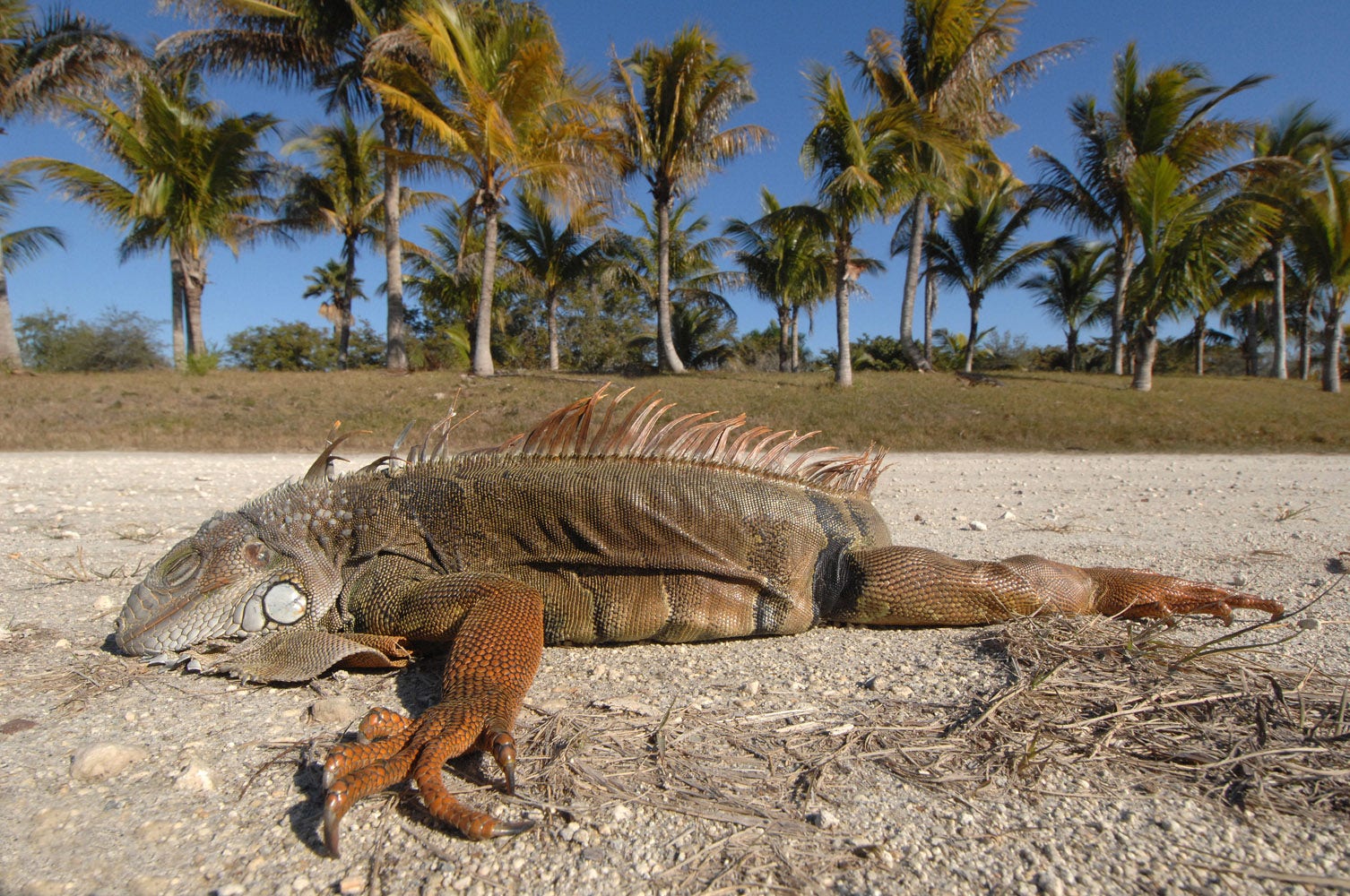 Lizards for Lunch: Puerto Rico to Kill Iguanas and Export Meat | Fox News