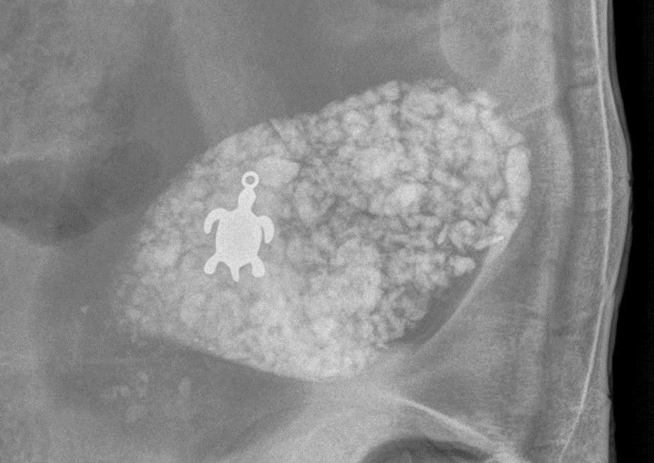 Veterinarian's X-ray reveals sick tortoise in south Florida had ...