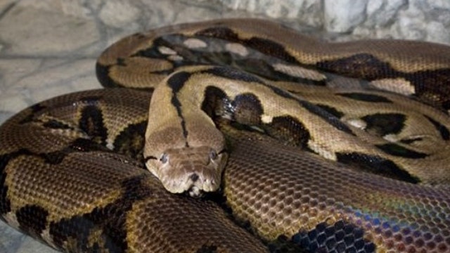 Cincinnati Family Finds 14-Foot Python in Backyard | Fox News