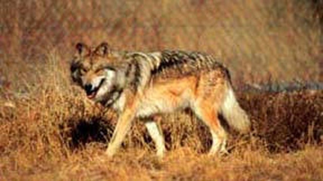 Rare Mexican Gray Wolves Set to be Reintroduced Into the Wild | Fox News