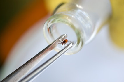 New ticks spread across Southeast, diseases rise | Fox News