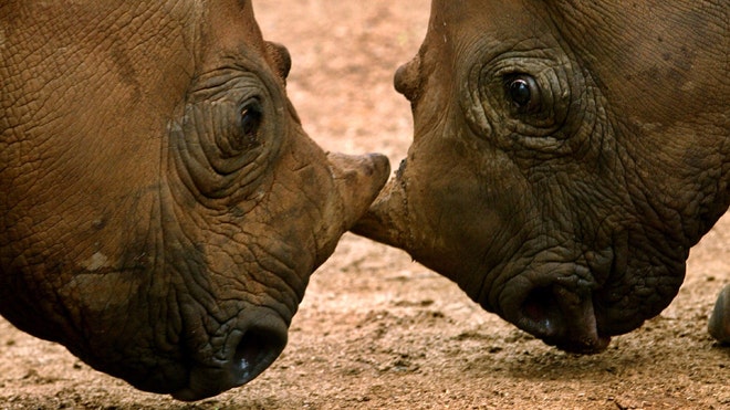 Black rhino at Denver Zoo bites woman's finger during 'meet and greet ...