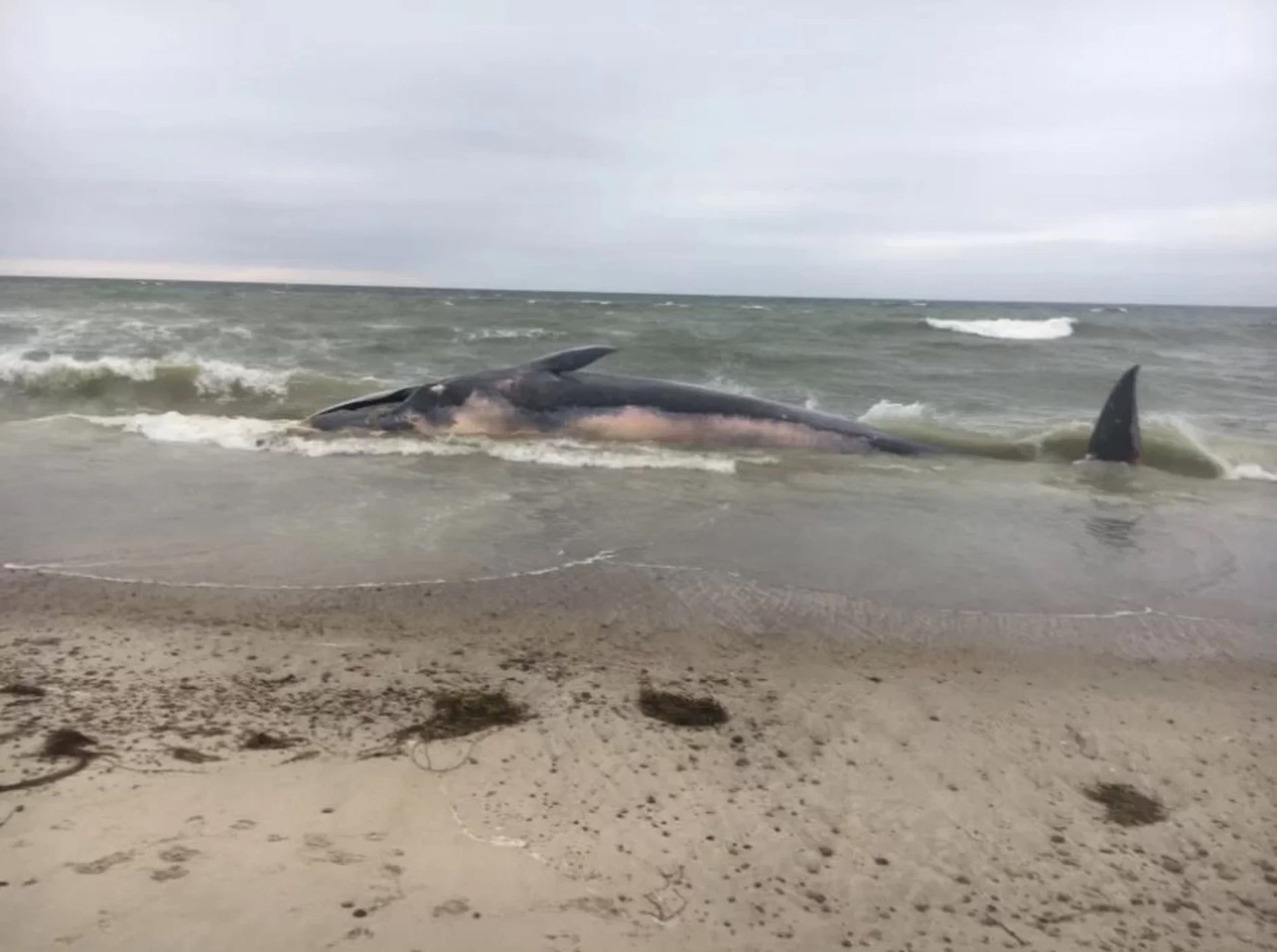 A 55-foot fin whale washed up on a Massachusetts beach. What killed it ...